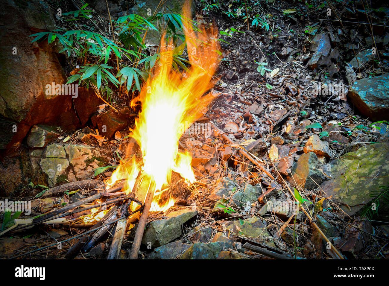 Bonfire burning branch trees and bamboo in the forest Stock Photo - Alamy