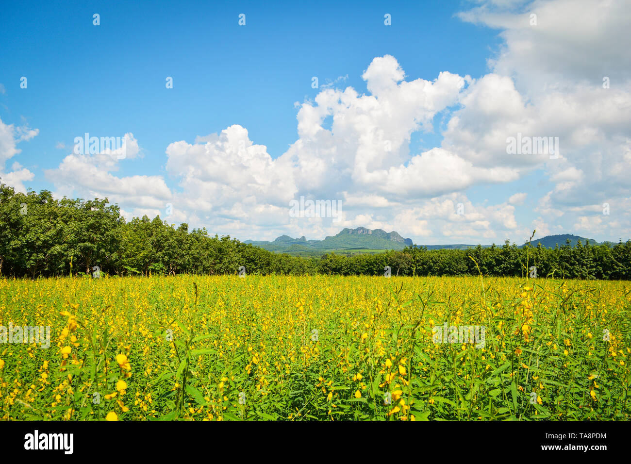 yellow field in blue sky with tree and mountain background - Beautiful ...