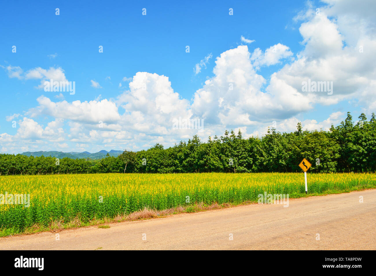 roadside of yellow field in blue sky with tree and mountain background ...