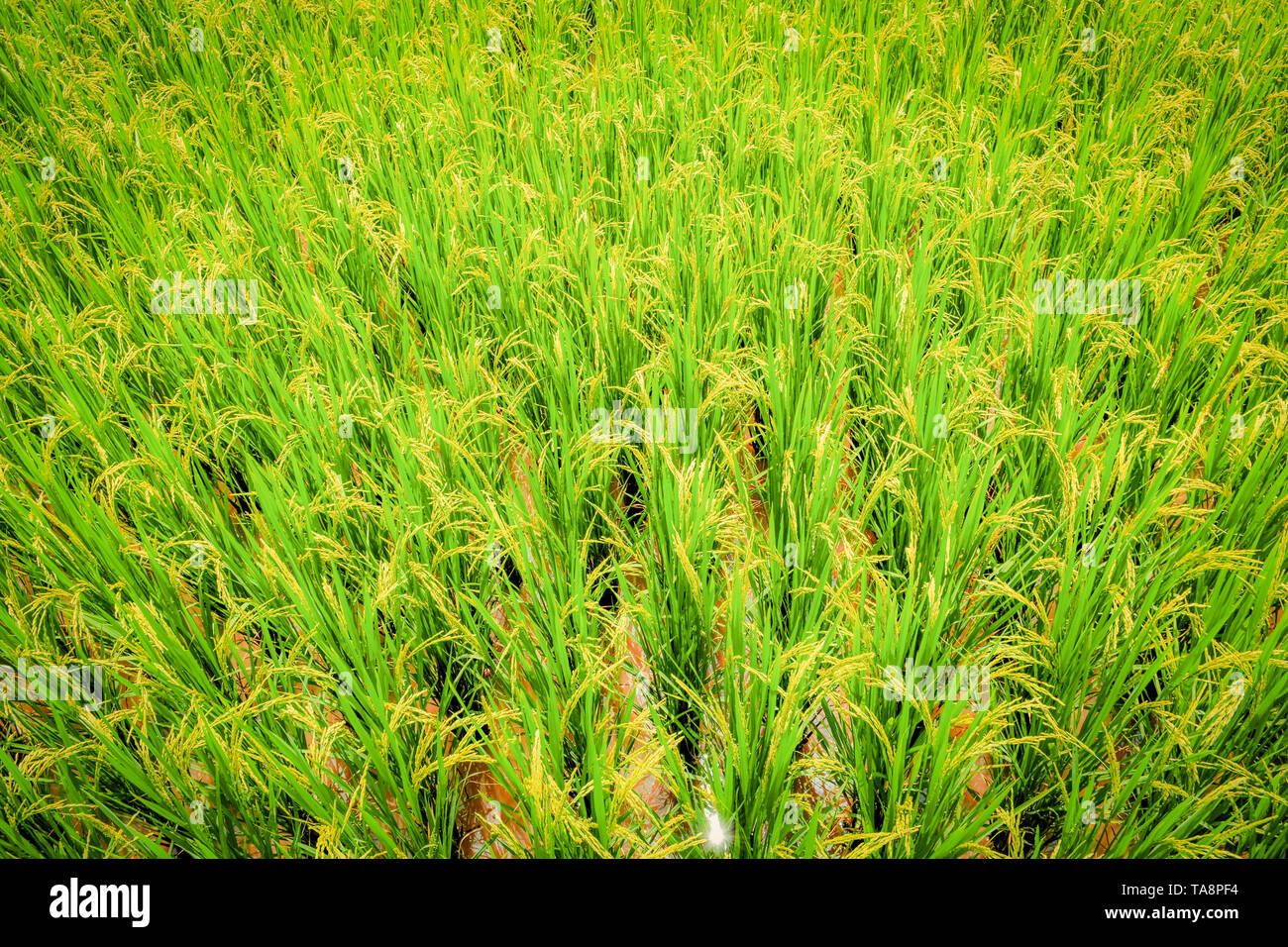 Top view rice field background - green paddy rice on tree in ...
