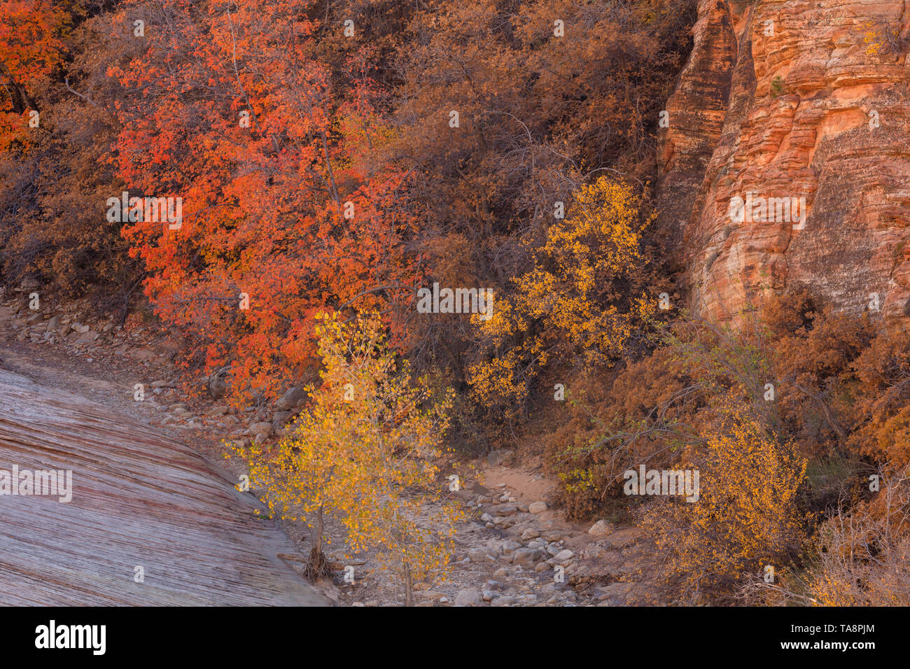 Autumn foliage, Zion National Park, Utah Stock Photo - Alamy