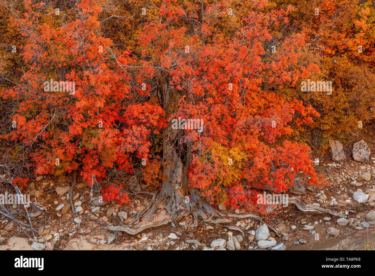 Old tree stump in park hi-res stock photography and images - Alamy