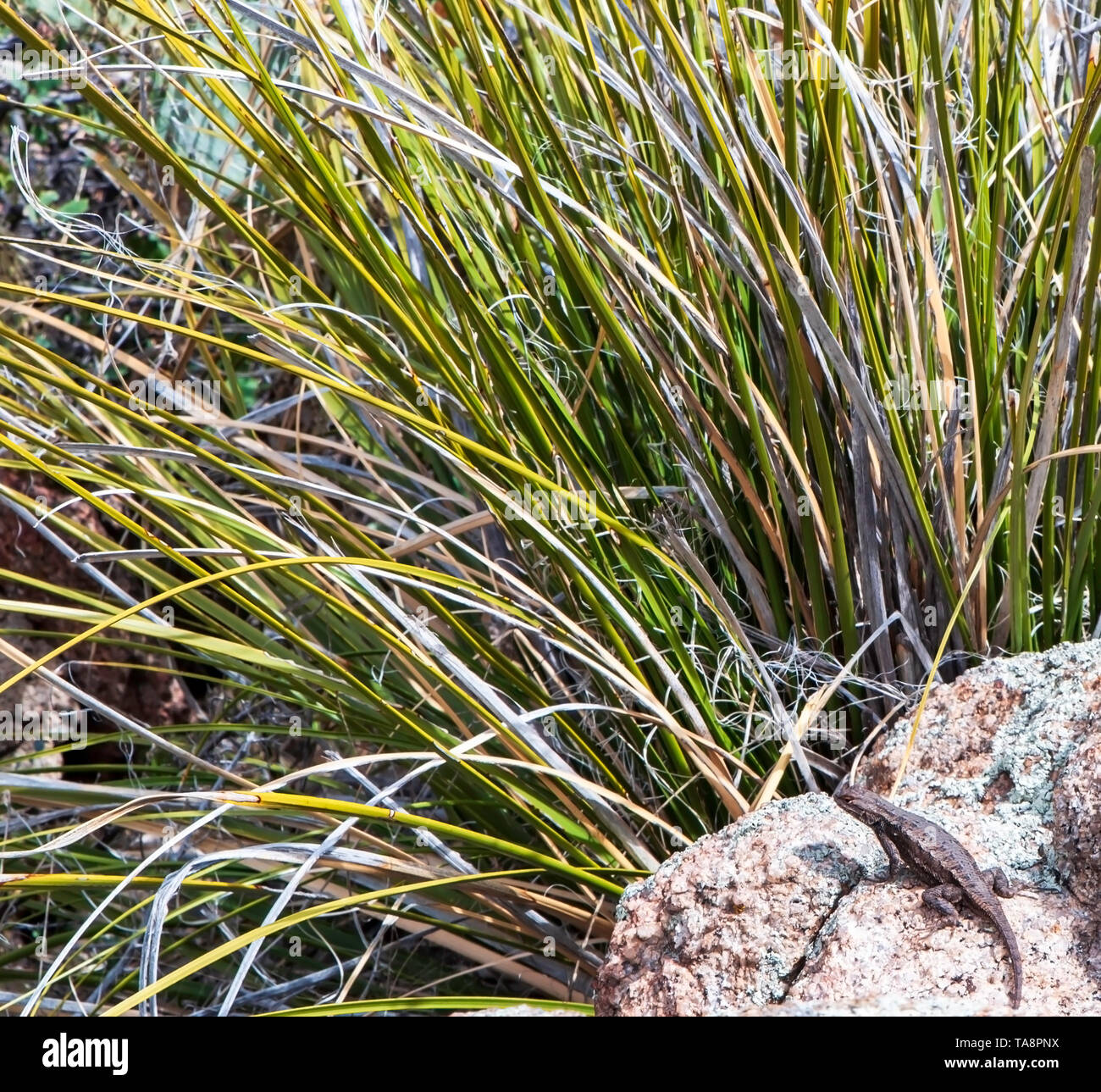 A desert spiny lizard (Sceloporus magister) on a sunning itself on a ...