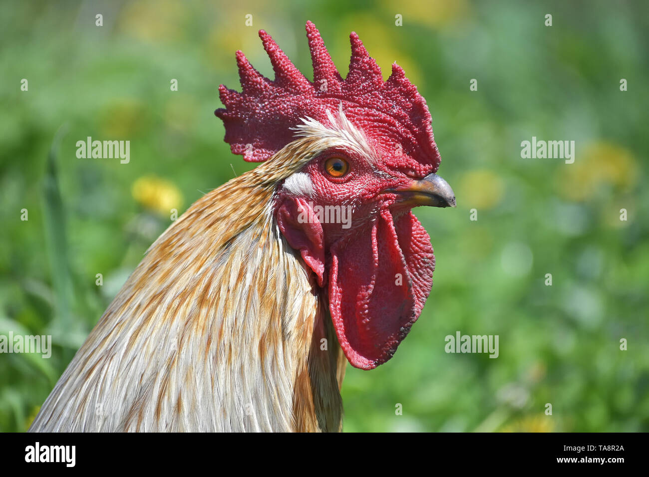 Head of yellow rooster Stock Photo - Alamy