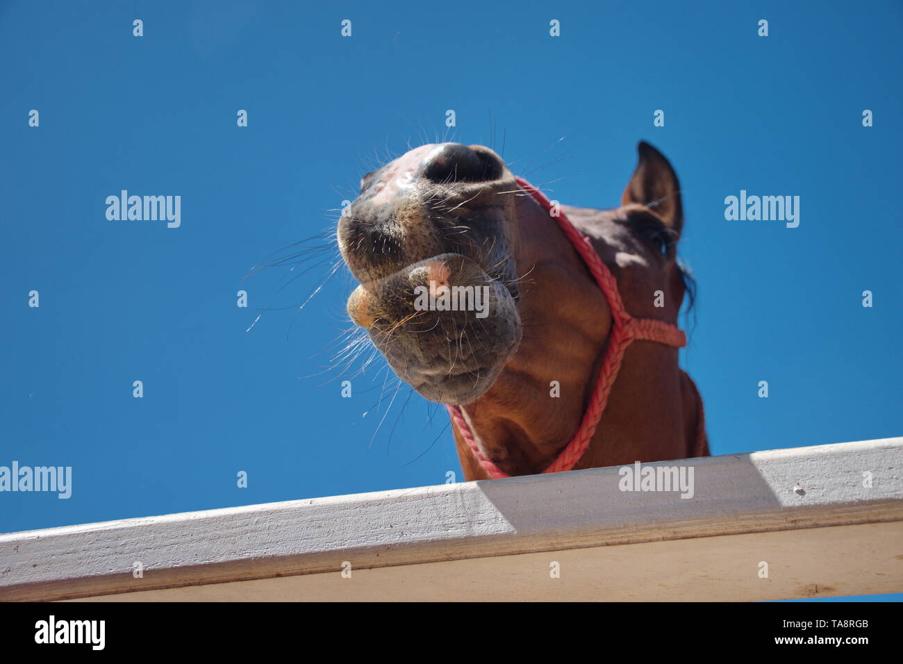 Equine manege hi-res stock photography and images - Alamy