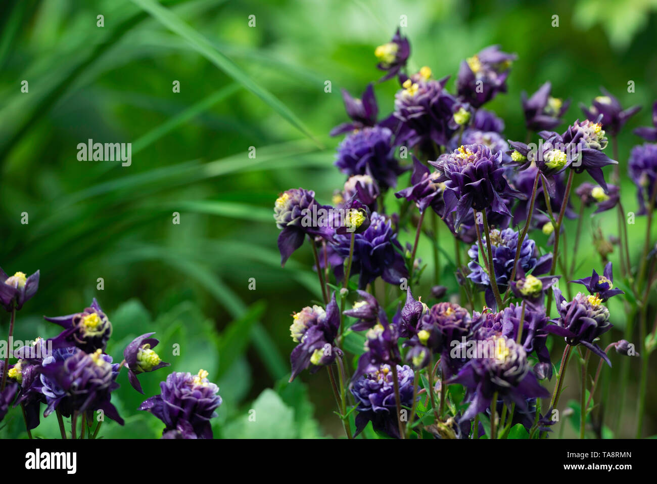 early summer violet flowers in a garden Stock Photo - Alamy