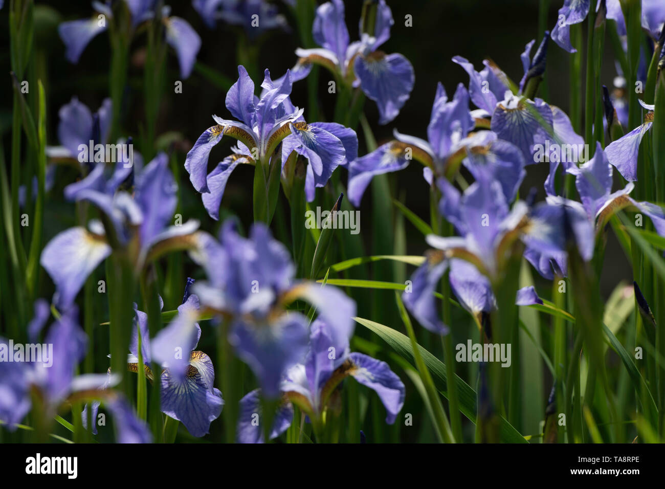 Sunny purple hi-res stock photography and images - Alamy