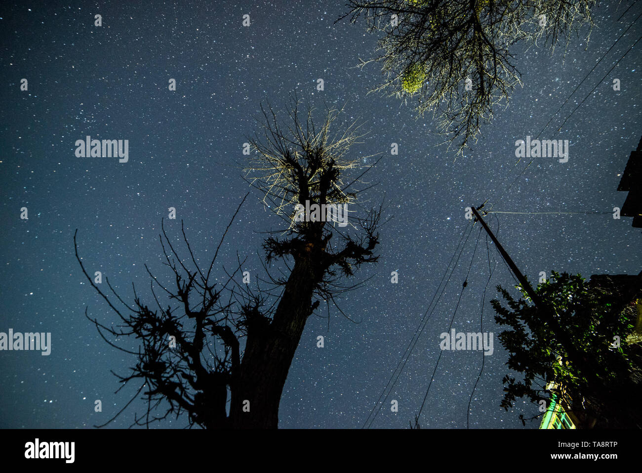 Starry night sky over tree in himalayas in India Stock Photo - Alamy
