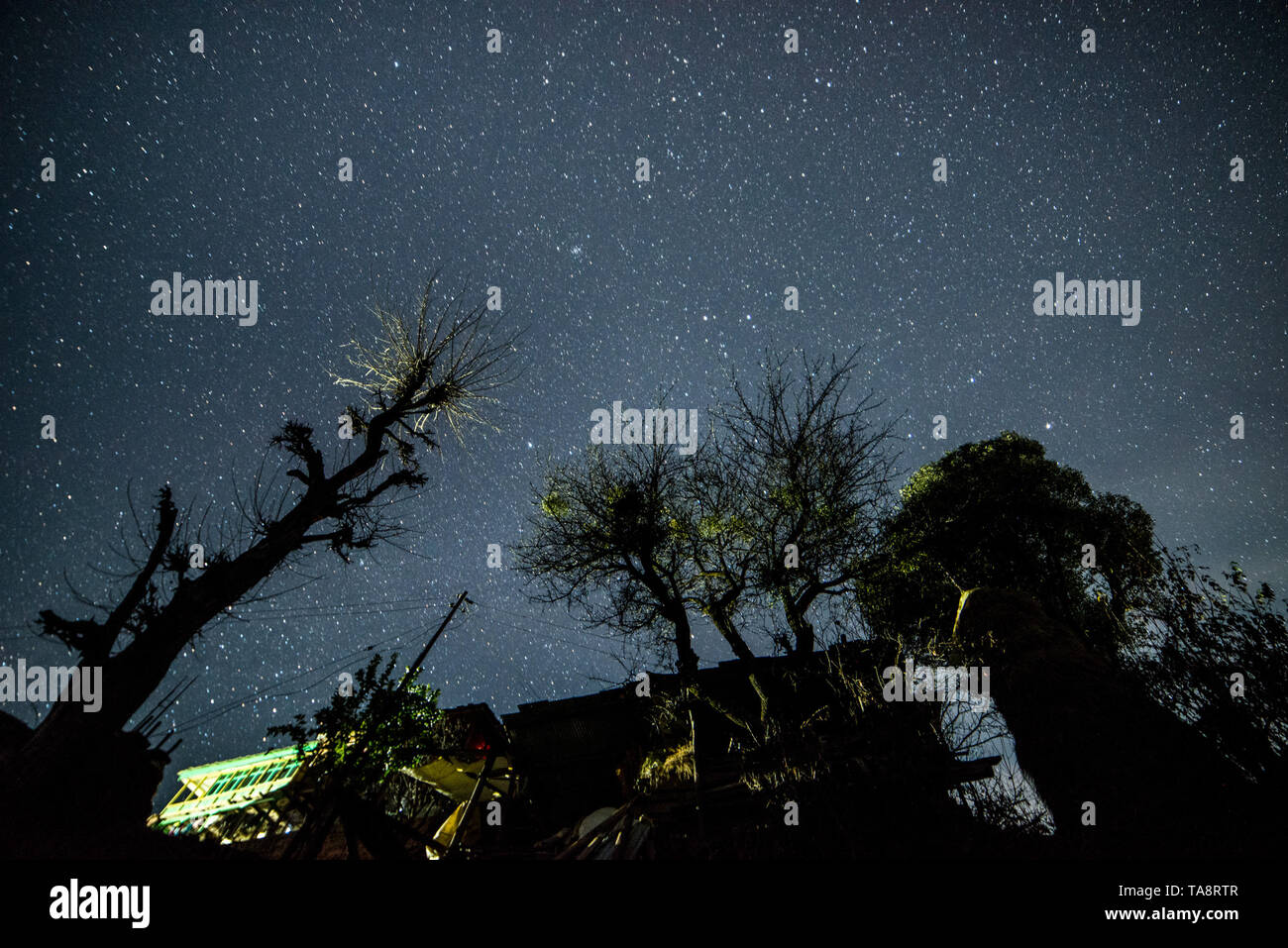 Starry night sky over tree in himalayas in India Stock Photo - Alamy
