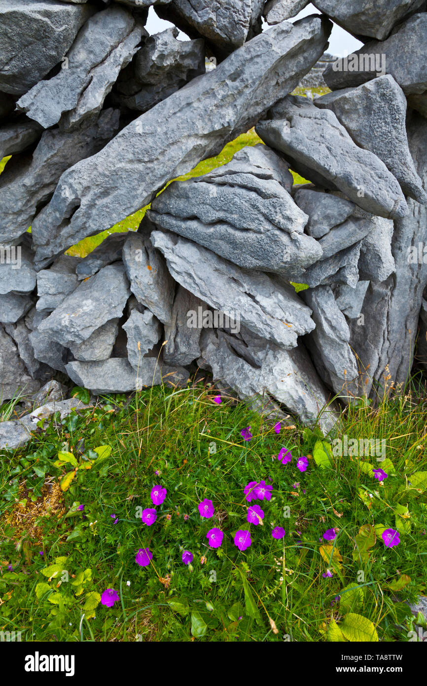 West coast. Inishmore Island, Aran Islands, Galway County, West Ireland ...