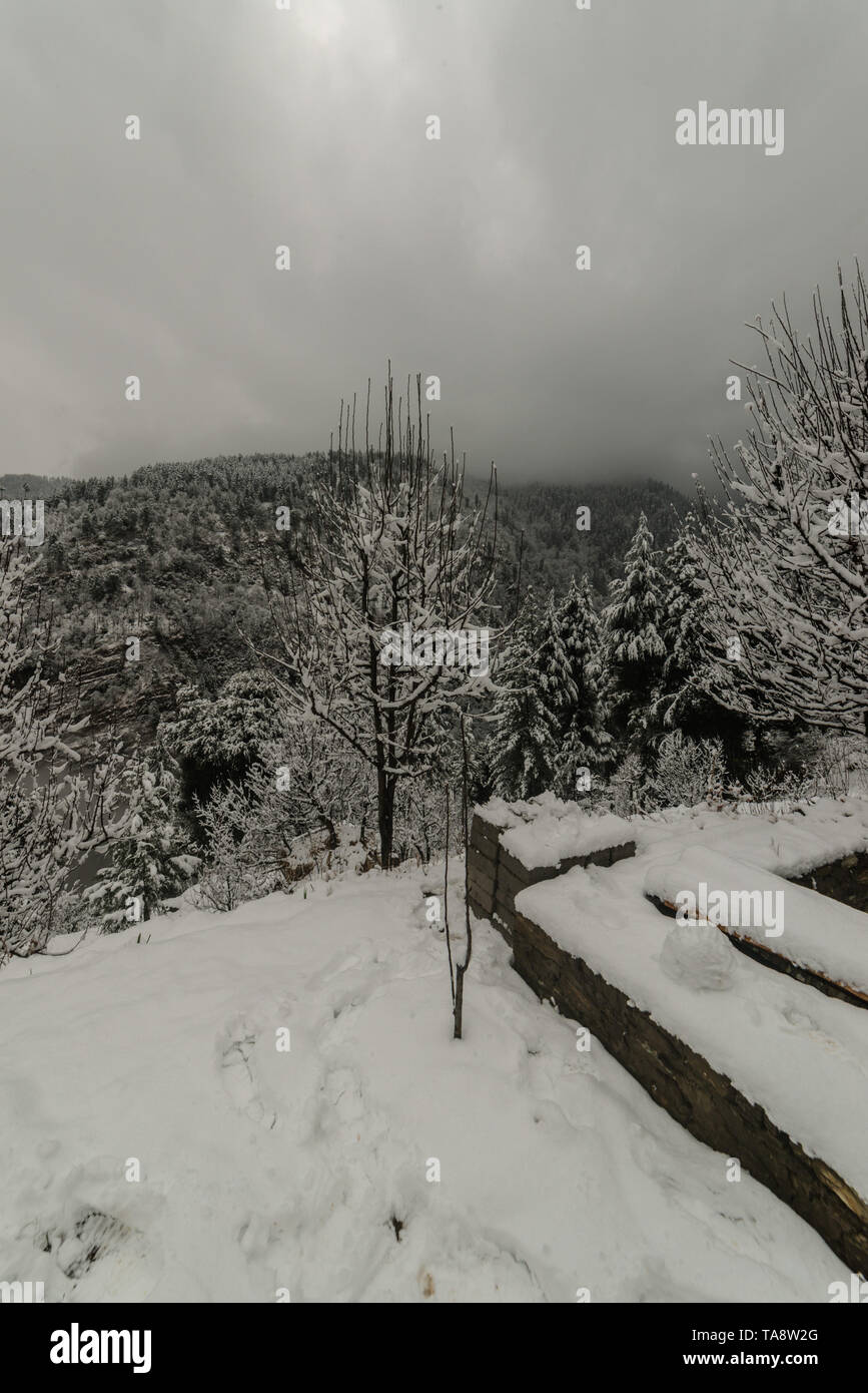 Snow covered tree in himalayas in winters - India Stock Photo - Alamy