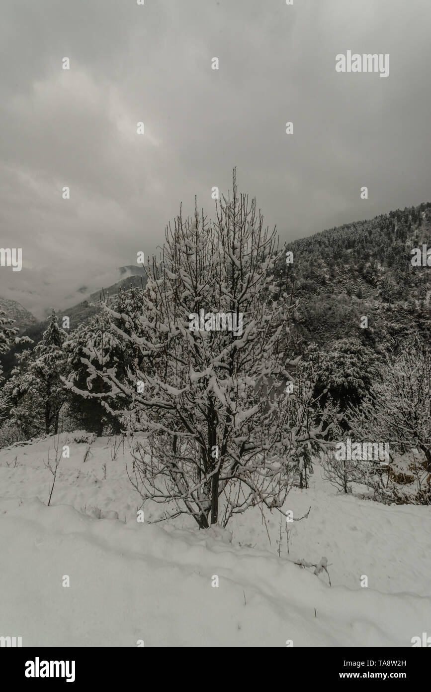 Snow covered tree in himalayas in winters - India Stock Photo - Alamy