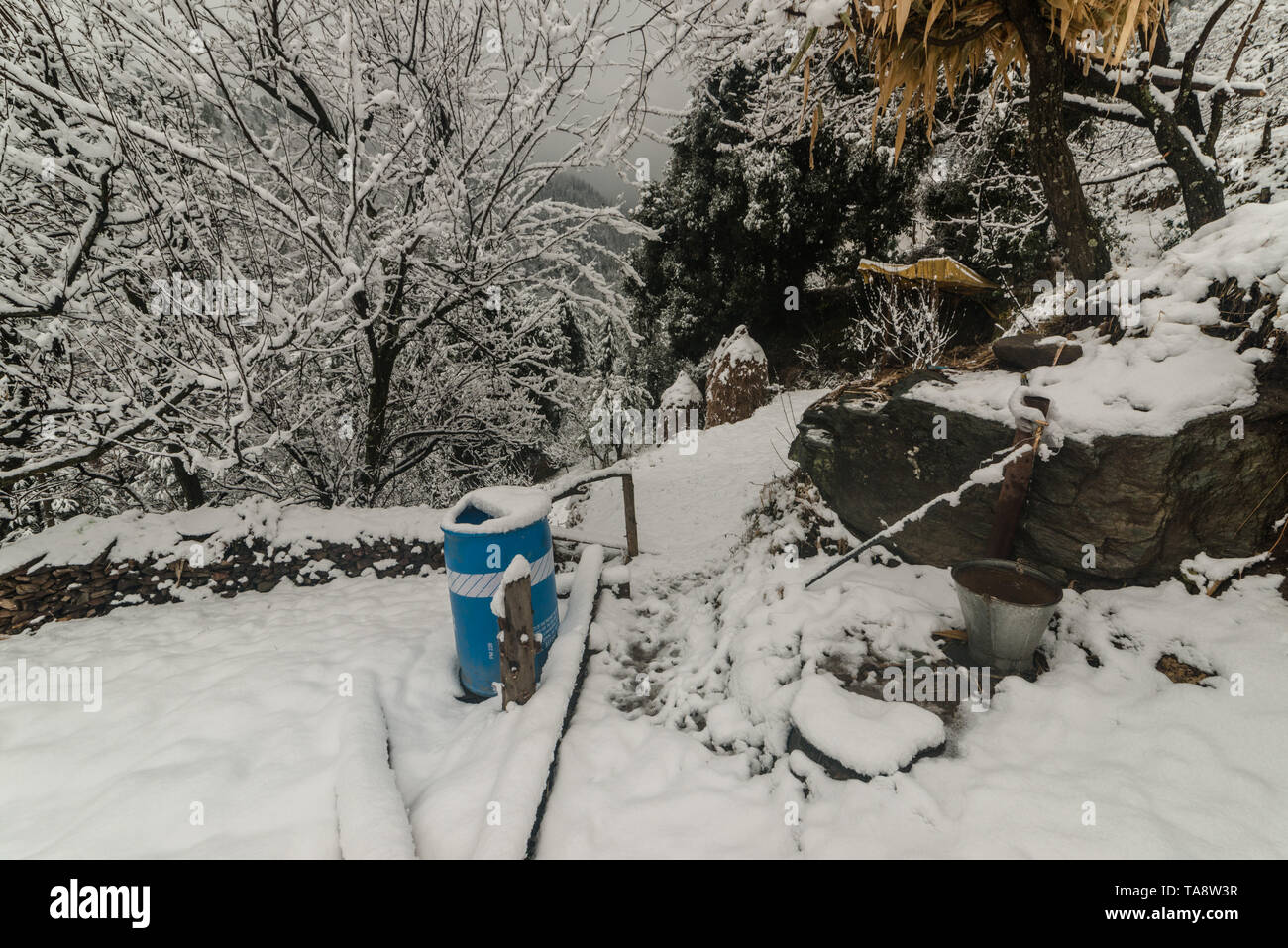 Snow covered tree in himalayas in winters - India Stock Photo - Alamy