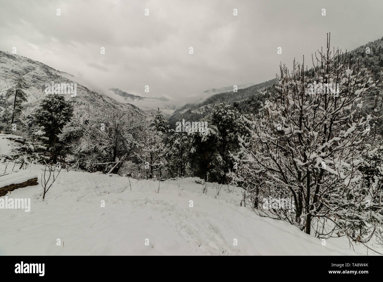 Snow covered tree in himalayas in winters - India Stock Photo - Alamy