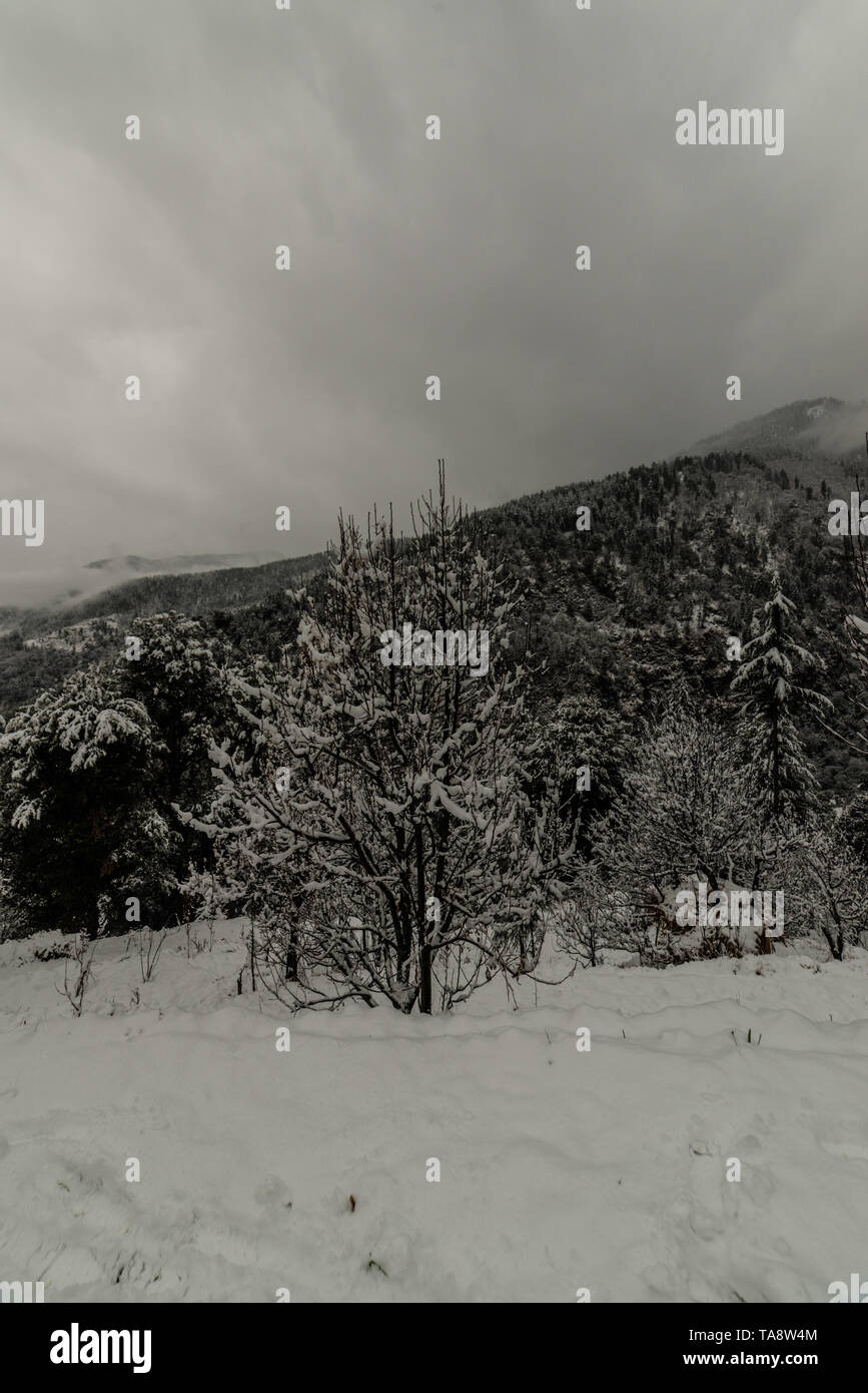 Snow covered tree in himalayas in winters - India Stock Photo - Alamy