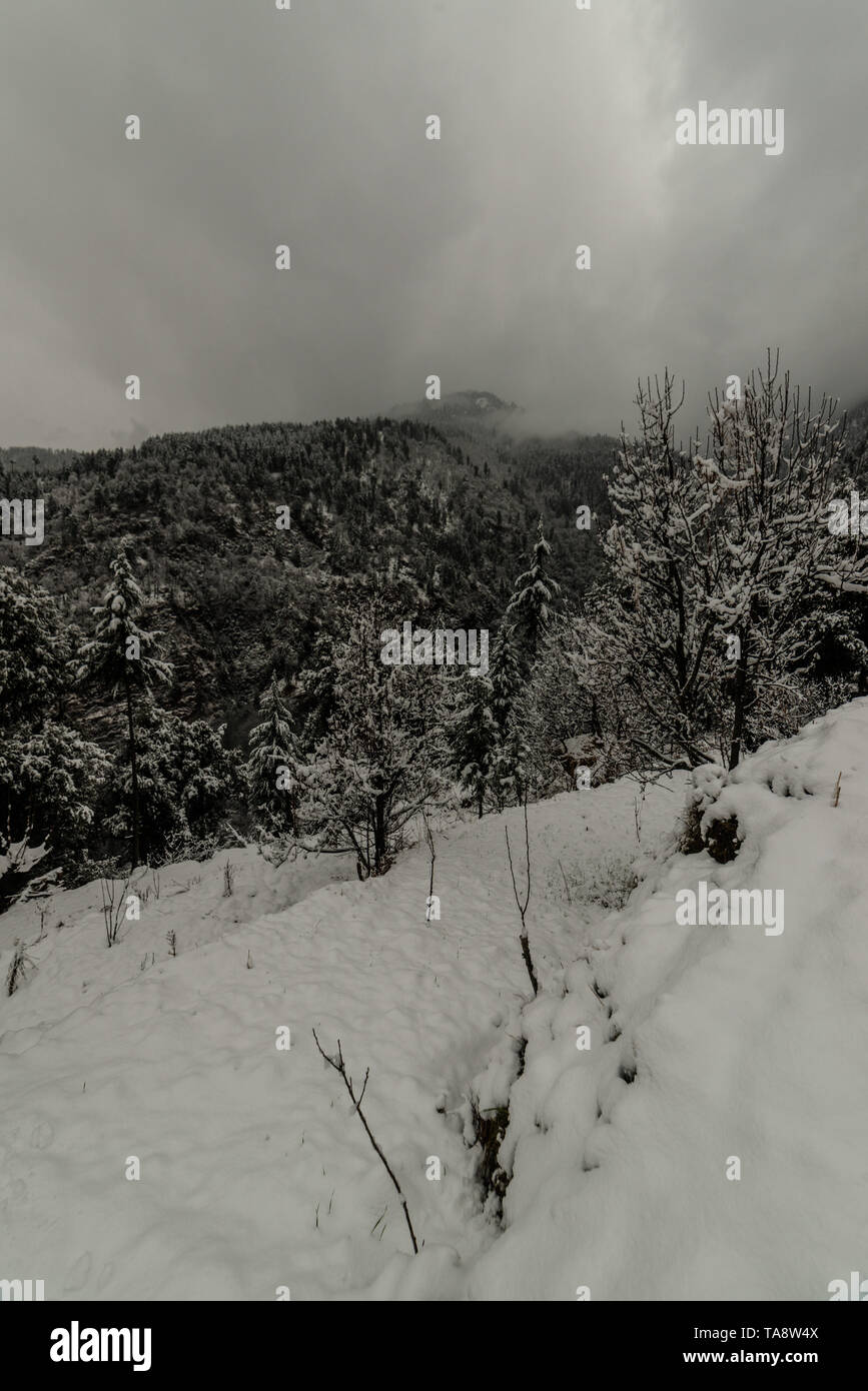 Snow covered tree in himalayas in winters - India Stock Photo - Alamy