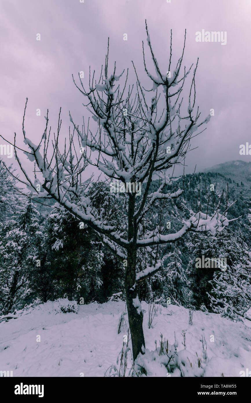 Snow covered tree in himalayas in winters - India Stock Photo - Alamy