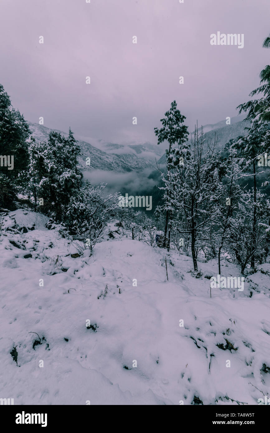 Snow covered tree in himalayas in winters - India Stock Photo - Alamy