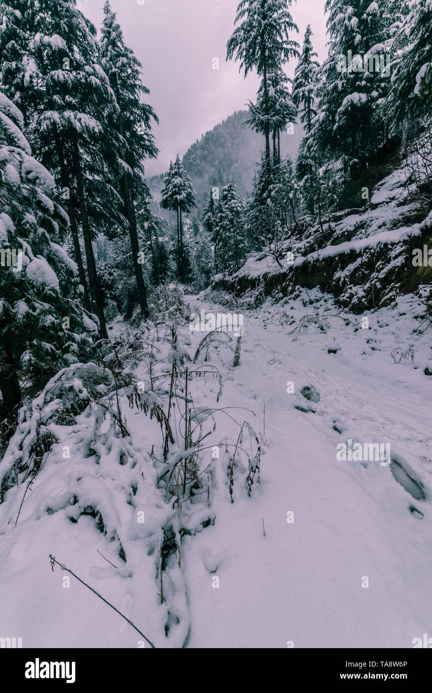 Snow covered tree in himalayas in winters - India Stock Photo - Alamy