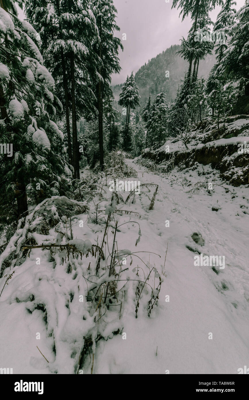 Snow covered tree in himalayas in winters - India Stock Photo - Alamy