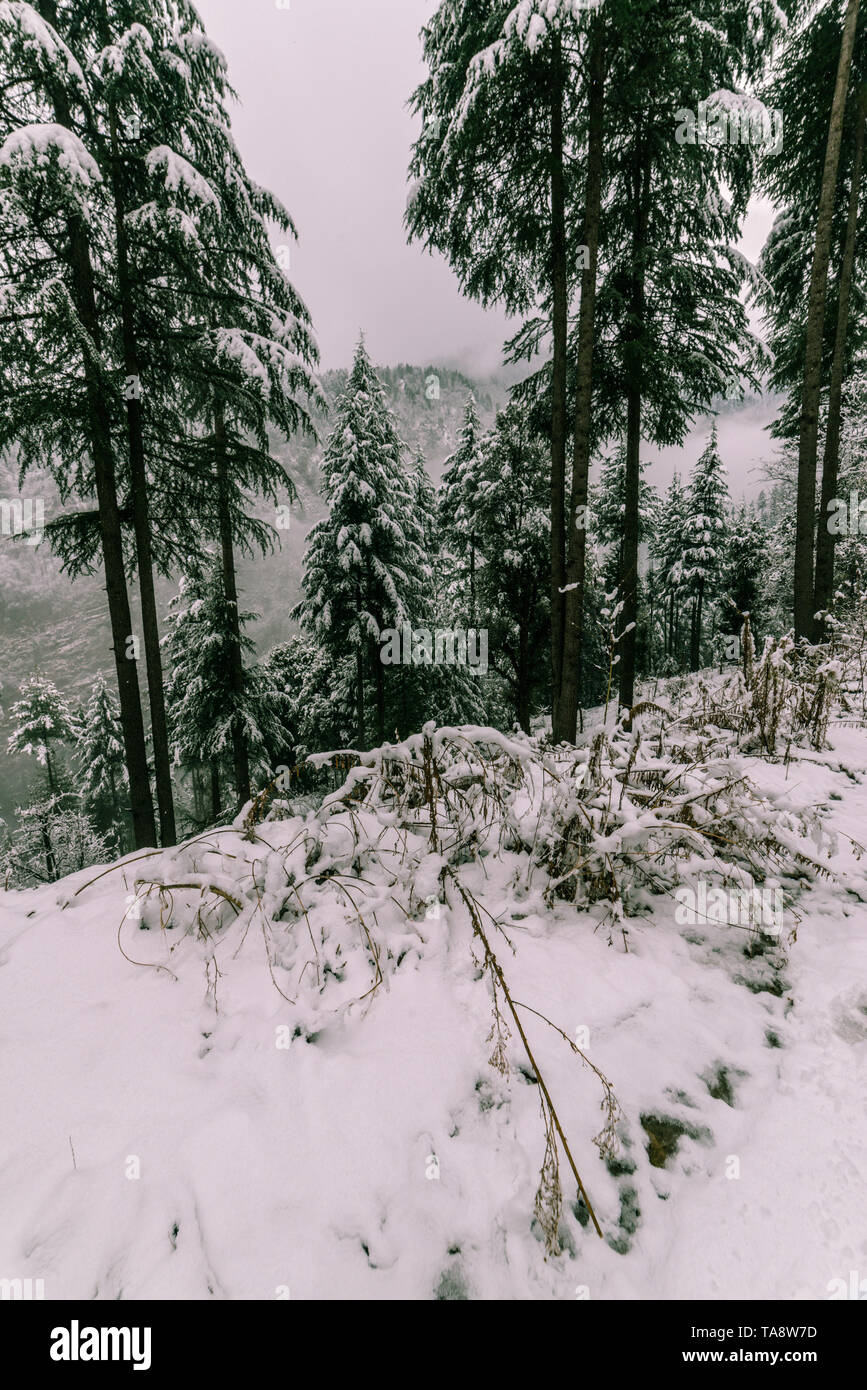 Snow covered tree in himalayas in winters - India Stock Photo - Alamy