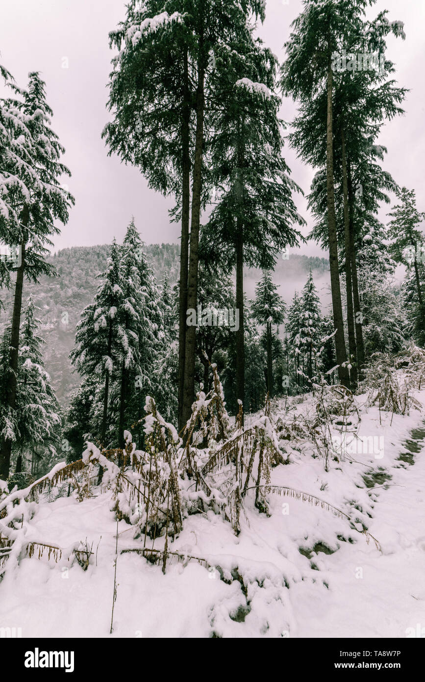 Snow covered tree in himalayas in winters - India Stock Photo - Alamy