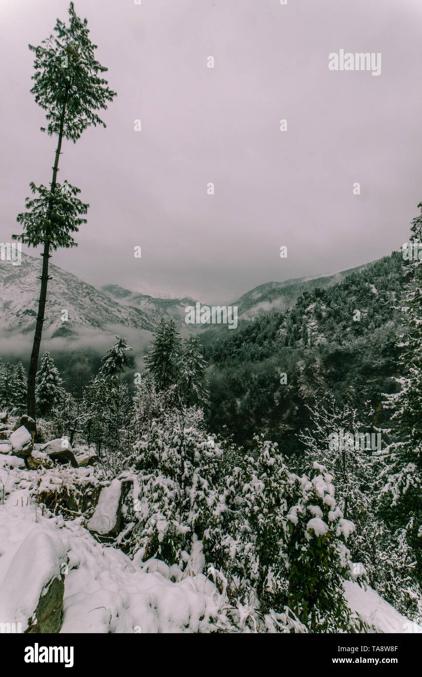 Snow covered tree in himalayas in winters - India Stock Photo - Alamy