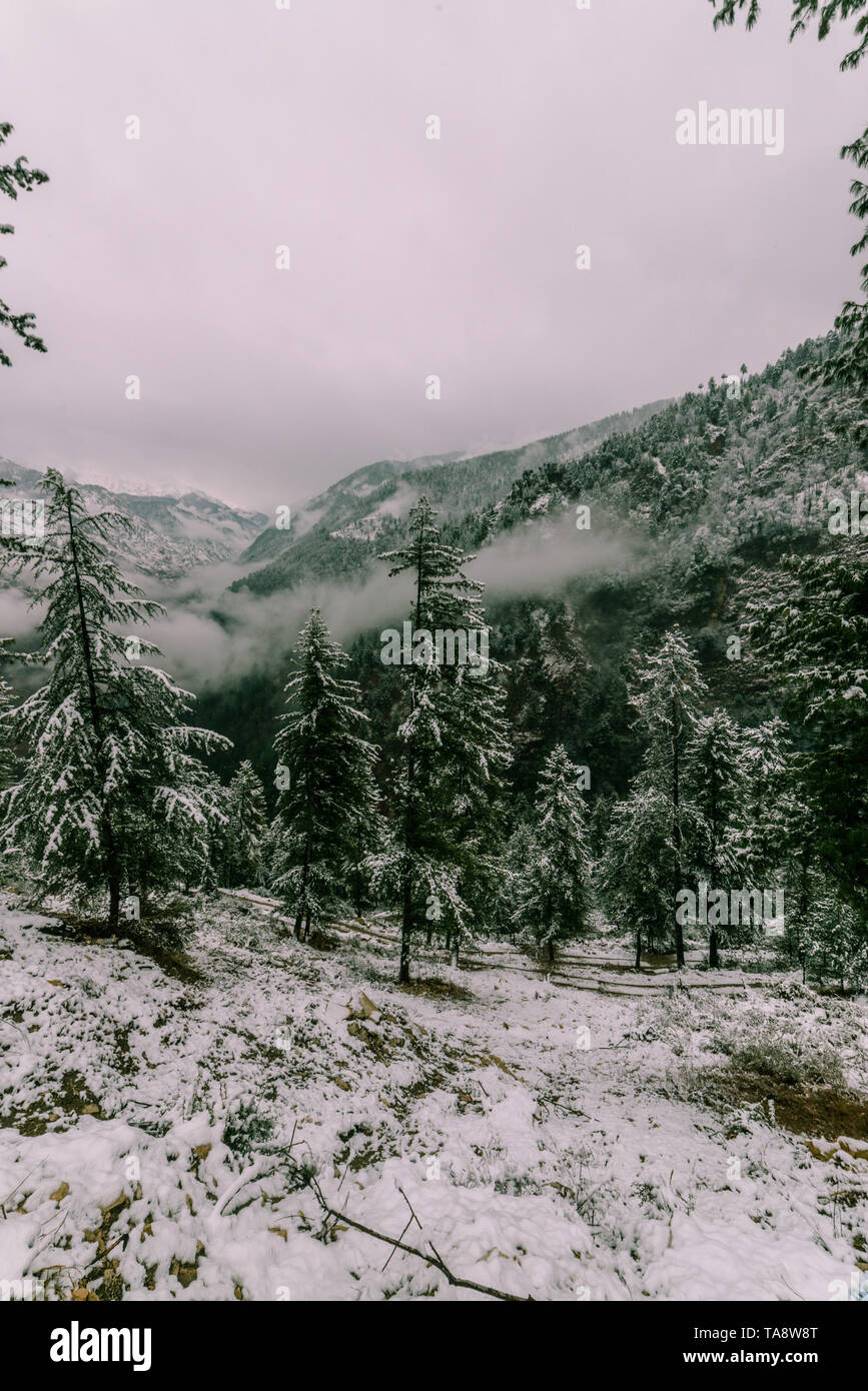 Snow covered tree in himalayas in winters - India Stock Photo - Alamy