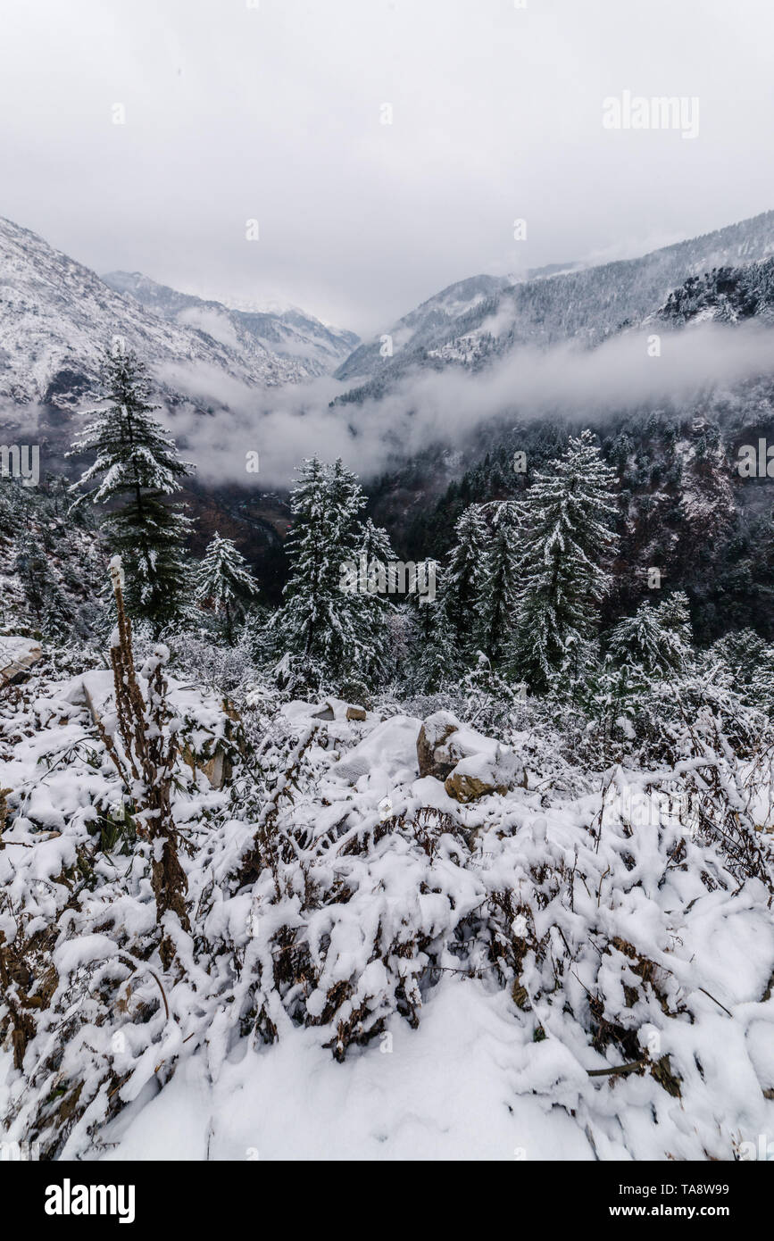 Snow covered tree in himalayas in winters - India Stock Photo - Alamy