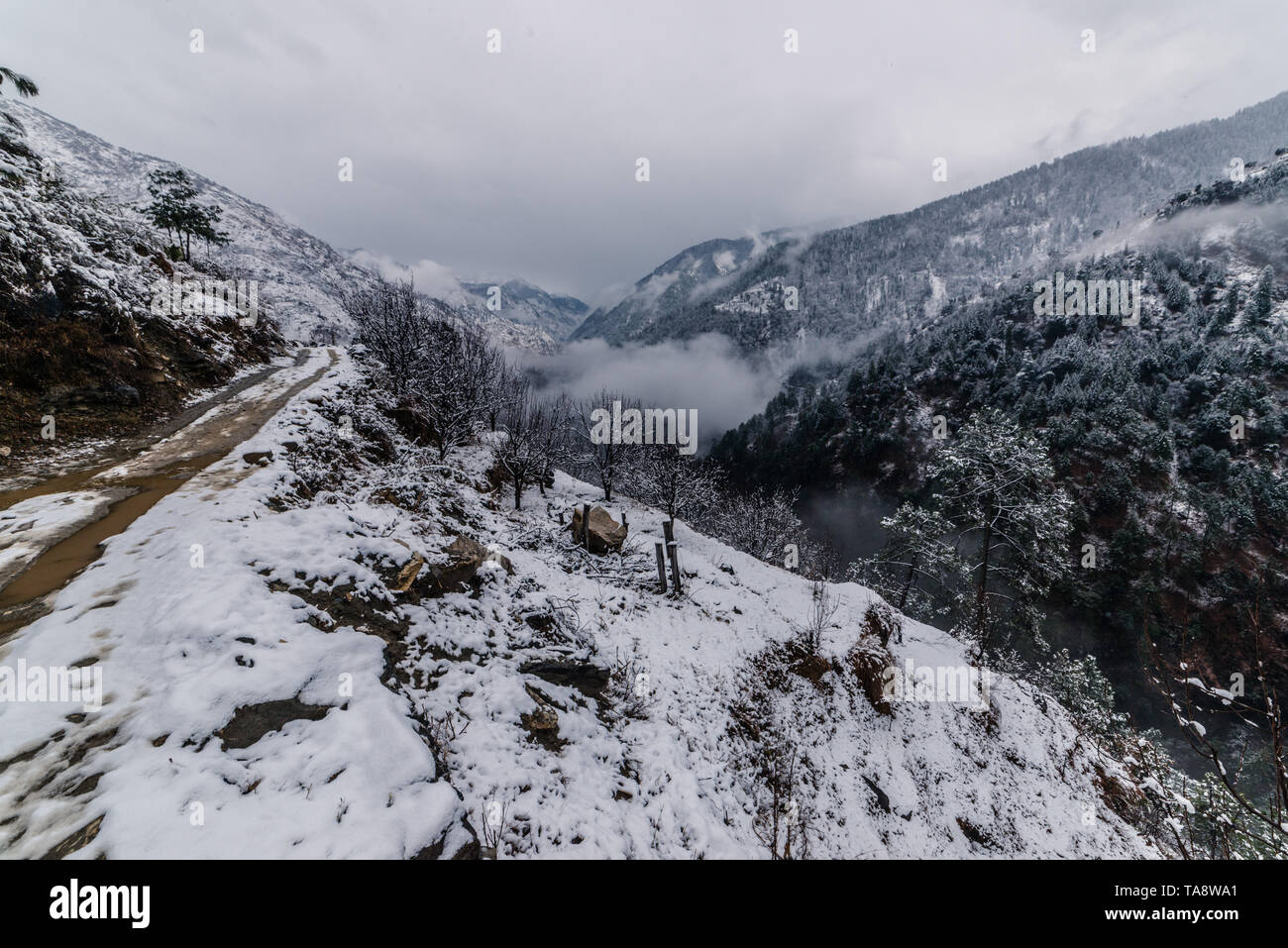 Snow covered tree in himalayas in winters - India Stock Photo - Alamy