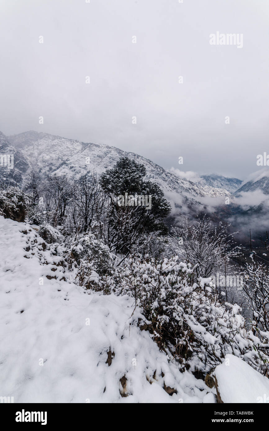 Snow covered tree in himalayas in winters - India Stock Photo - Alamy