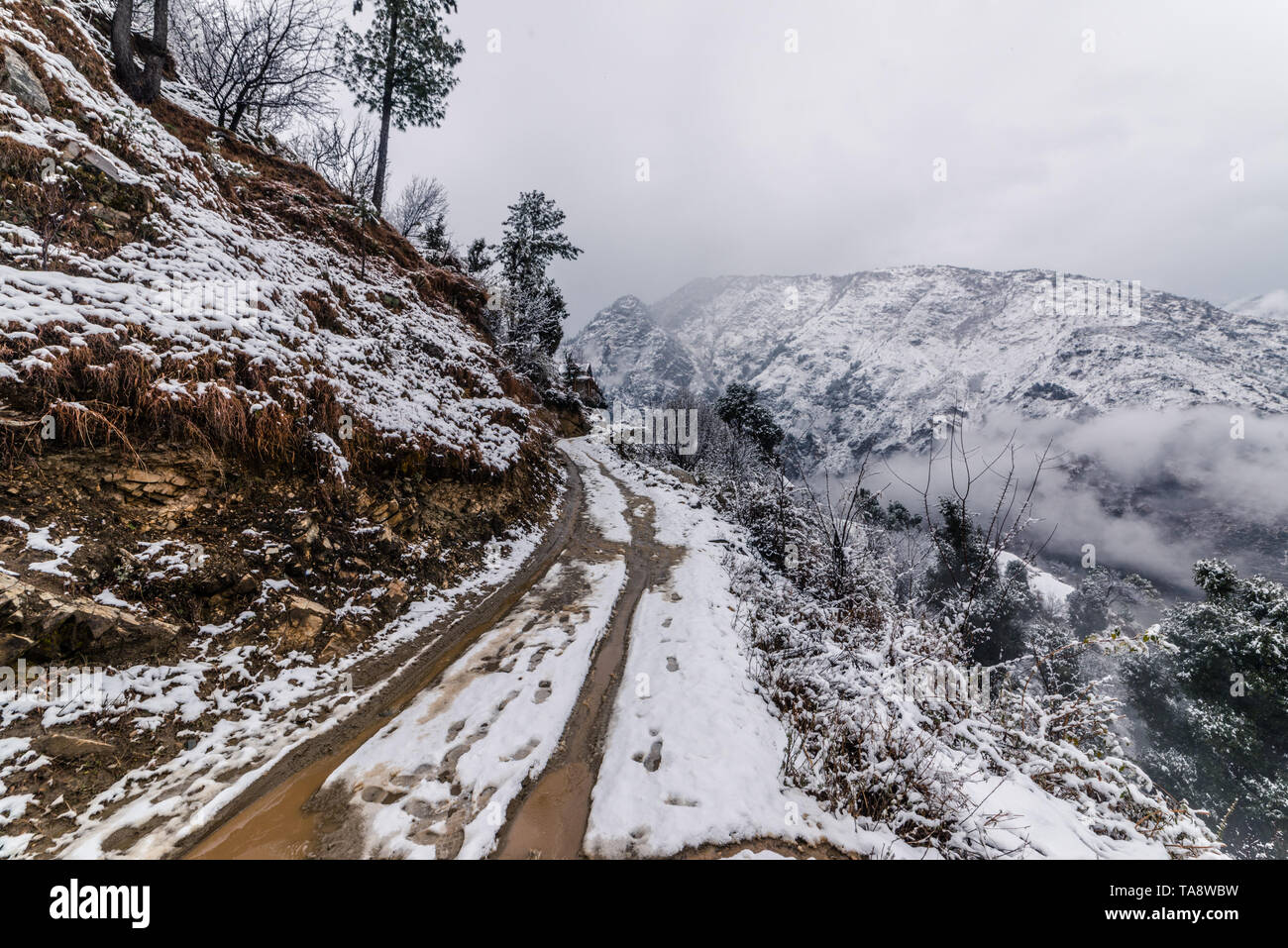 Snow covered road surrounded by deodar tree in himalayas - India Stock ...