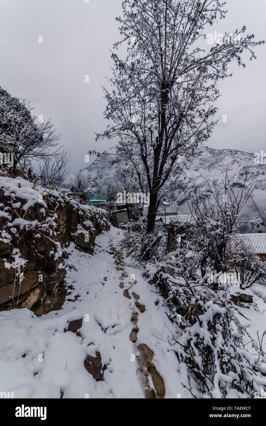Snow covered tree in himalayas in winters - India Stock Photo - Alamy