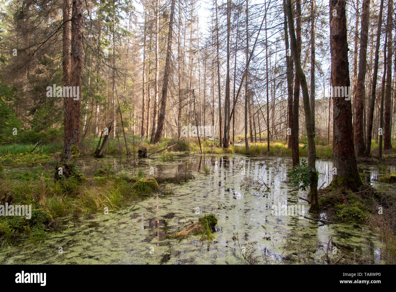 River flowing in the middle of a wild forest, view of the river ...