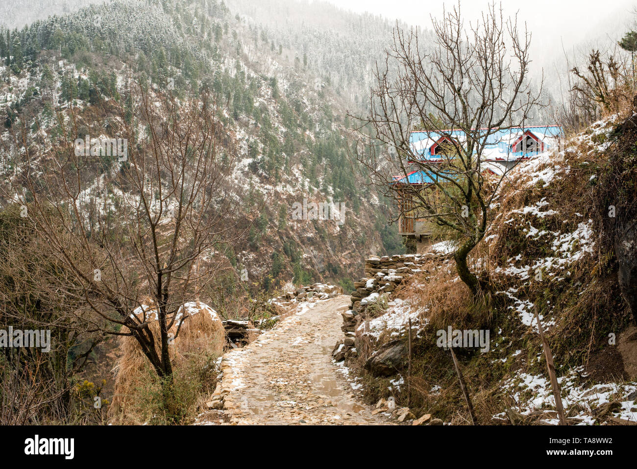 High altitude road in Himalayas surrounded by deodar tree - India Stock ...