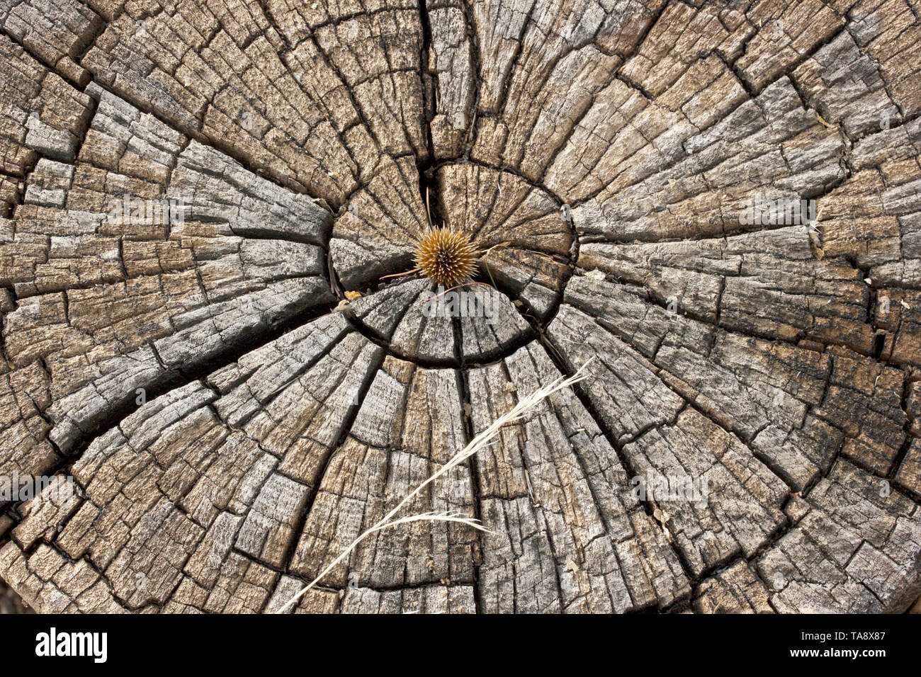 Tree ring texture background Stock Photo - Alamy