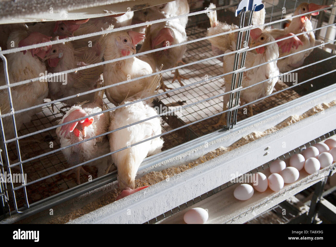 Factory Chicken egg production Stock Photo - Alamy