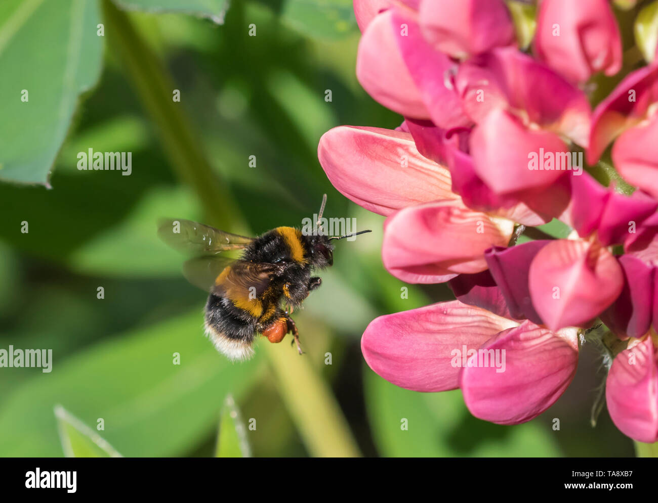 Buff tailed bumblebee hovering hi-res stock photography and images - Alamy