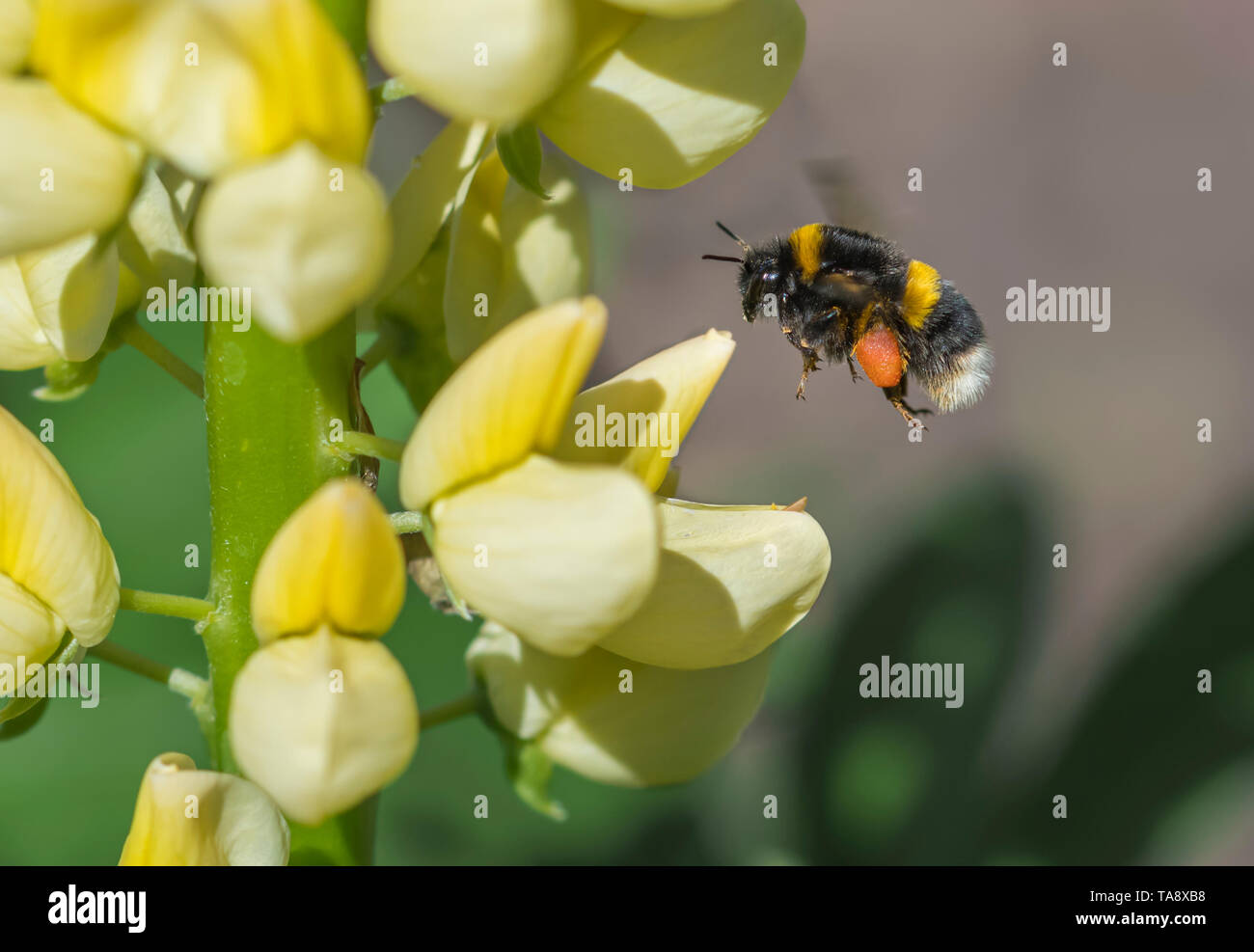 Buff tailed bumblebee bombus terrestris hi-res stock photography and ...