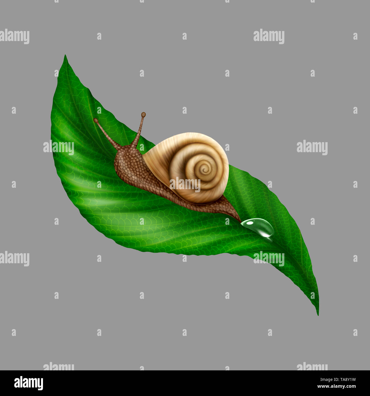 Illustration. Digital art Snail on a Leaf with Water Drop. Isolated on ...