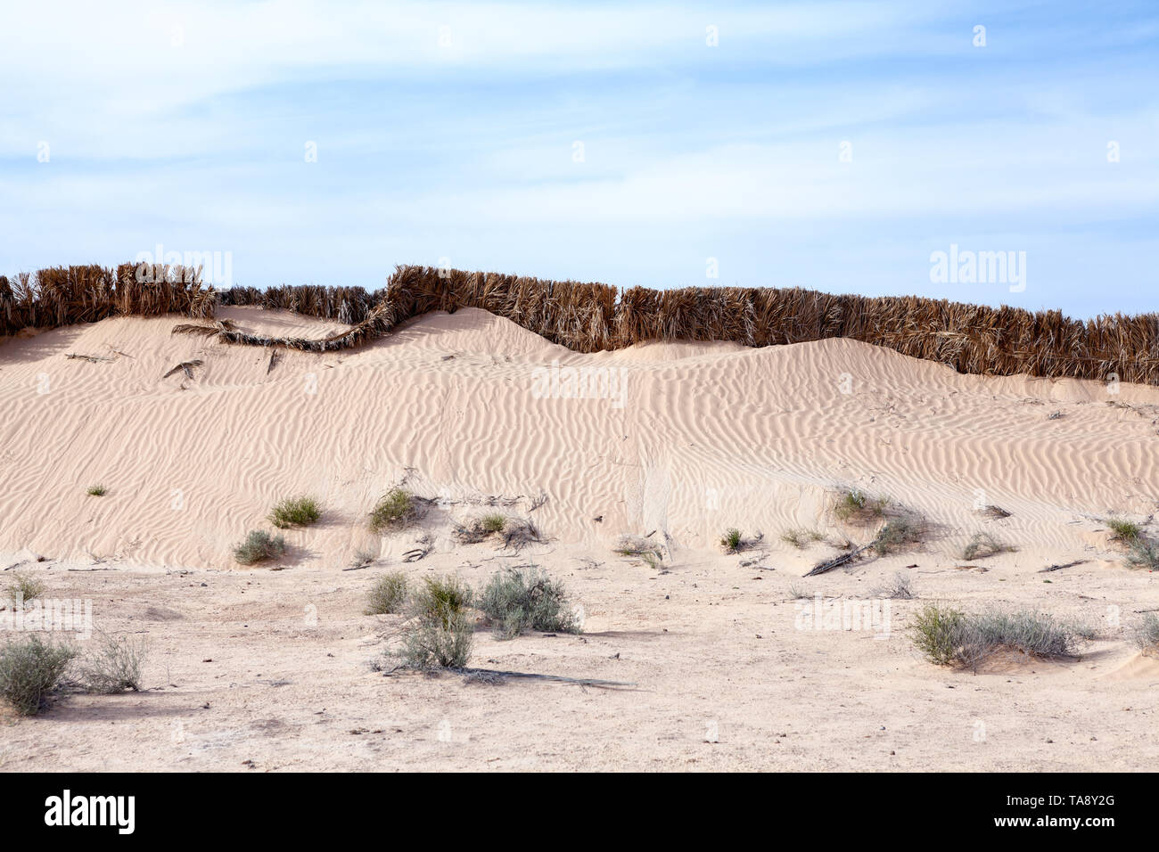 Roadside soil stabilization and protect from the sand of desert. Dry ...