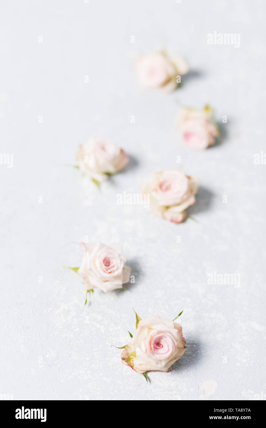 Spray Roses High Resolution Stock Photography and Images - Alamy