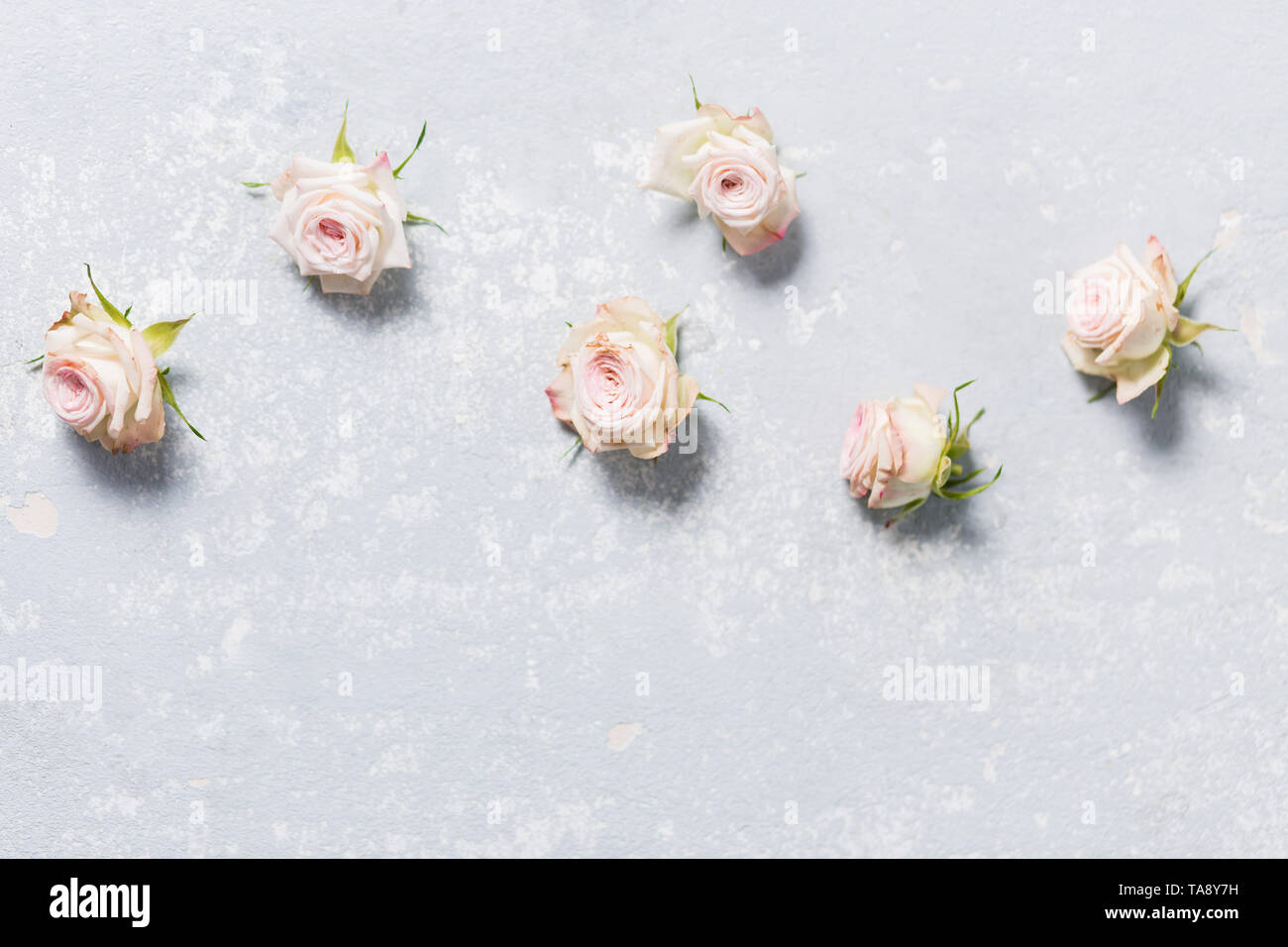 Spray Roses High Resolution Stock Photography and Images - Alamy