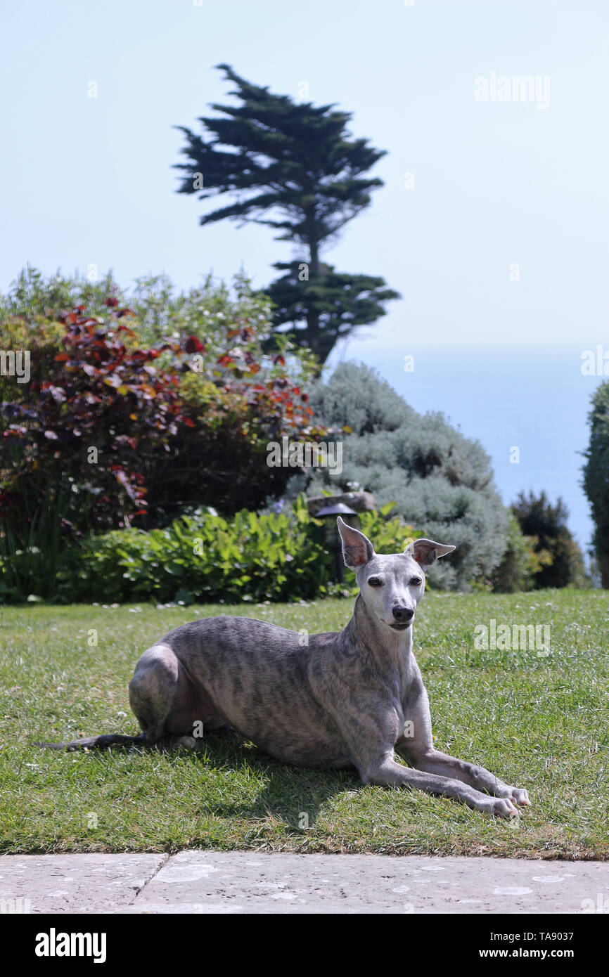 Blue brindle hi-res stock photography and images - Alamy