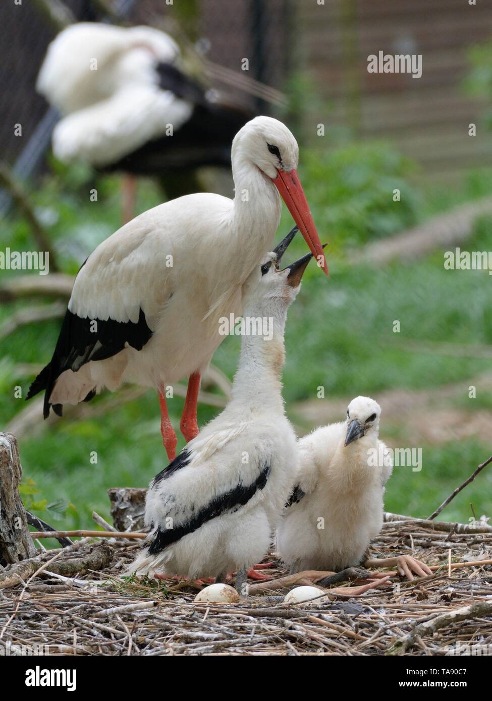 White storks captive breeding colony hi-res stock photography and ...