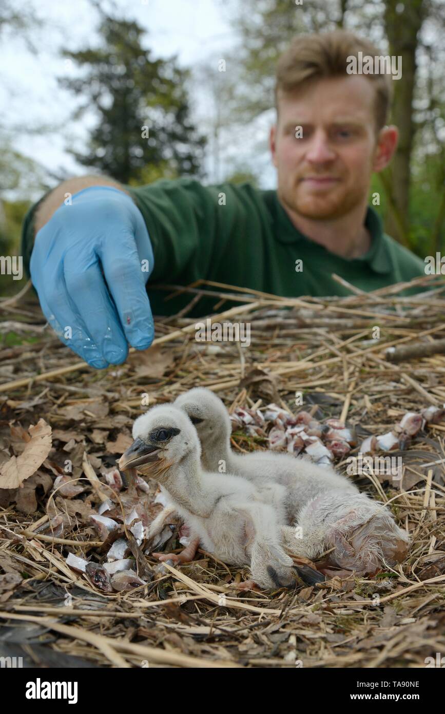 White storks captive breeding colony hi-res stock photography and ...
