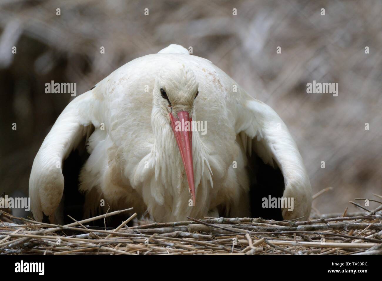 Wildlife reintroduction hi-res stock photography and images - Alamy