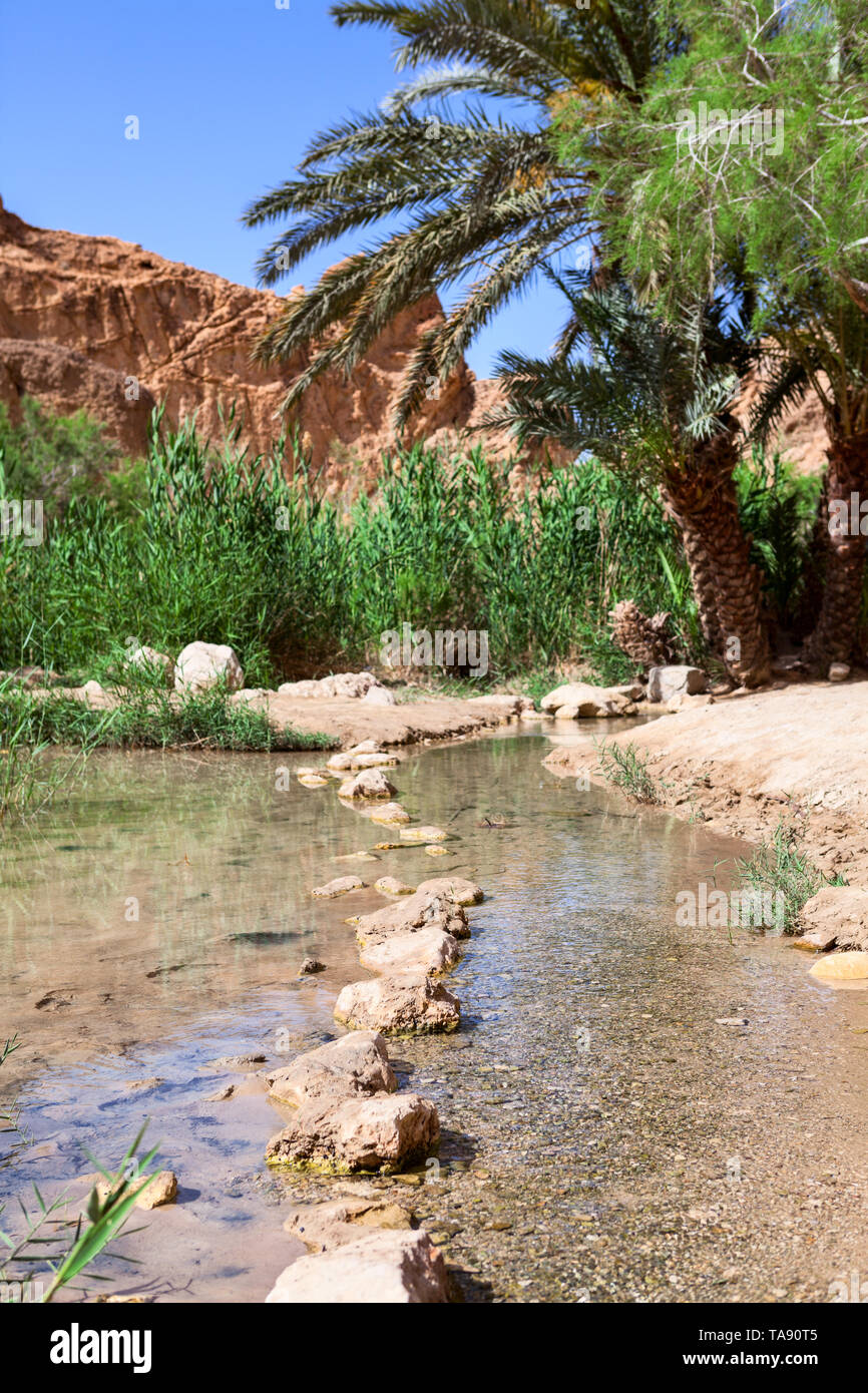 Small river with arranged pebbles in water under palm trees. The ...