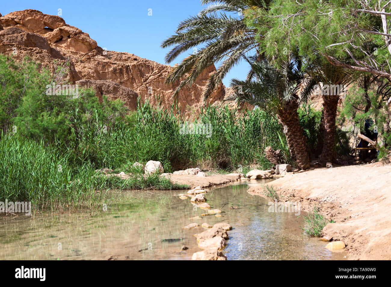 Small river with line from stones in water under palm trees. The ...