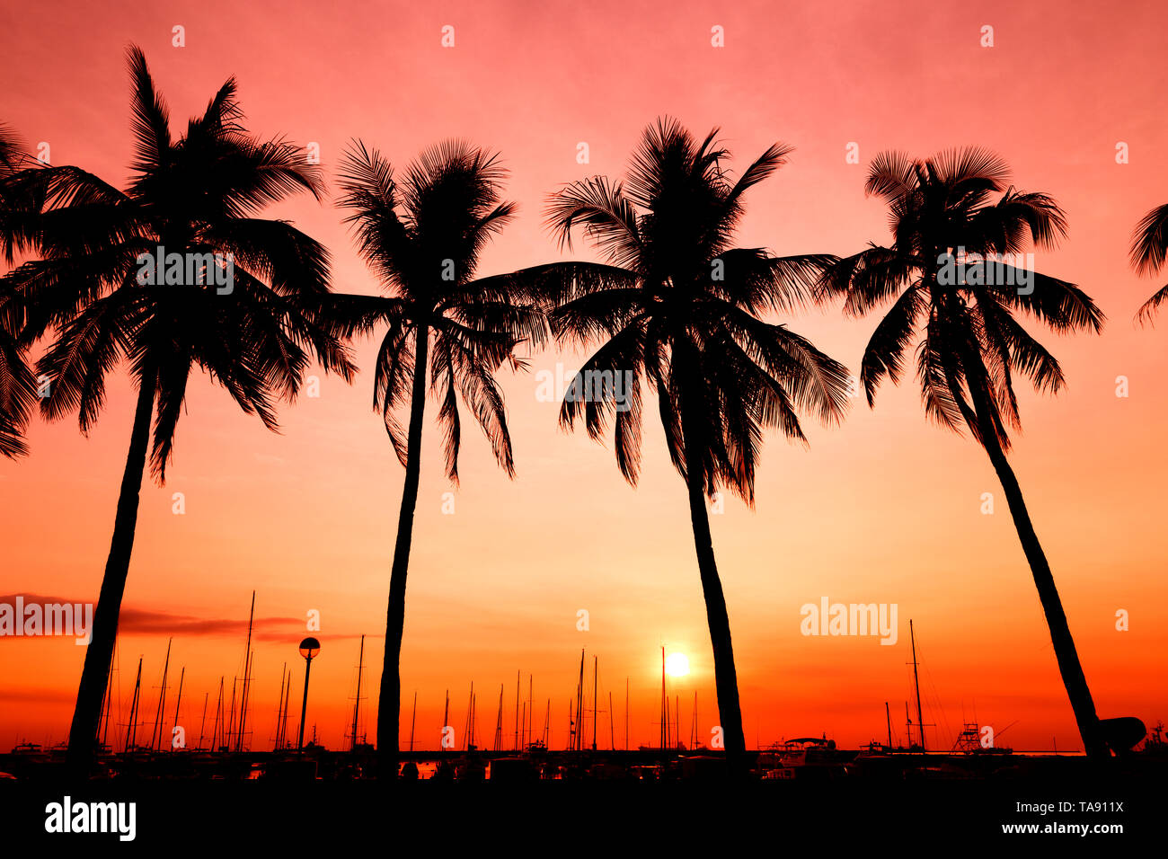 Palms in orange and pink sunset, Manila Bay, Philippines Stock Photo ...
